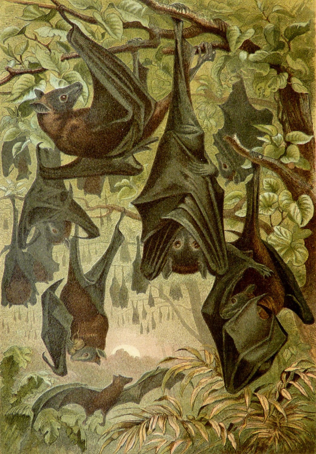 Pin by Daniel Smith on Old Things | Bat art, Art, Bats illustration